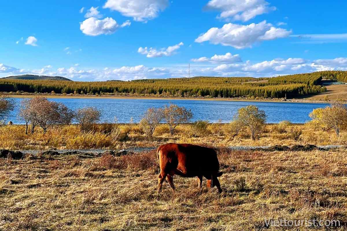 THU VÀNG TRÊN THẢO NGUYÊN BÁ THƯỢNG