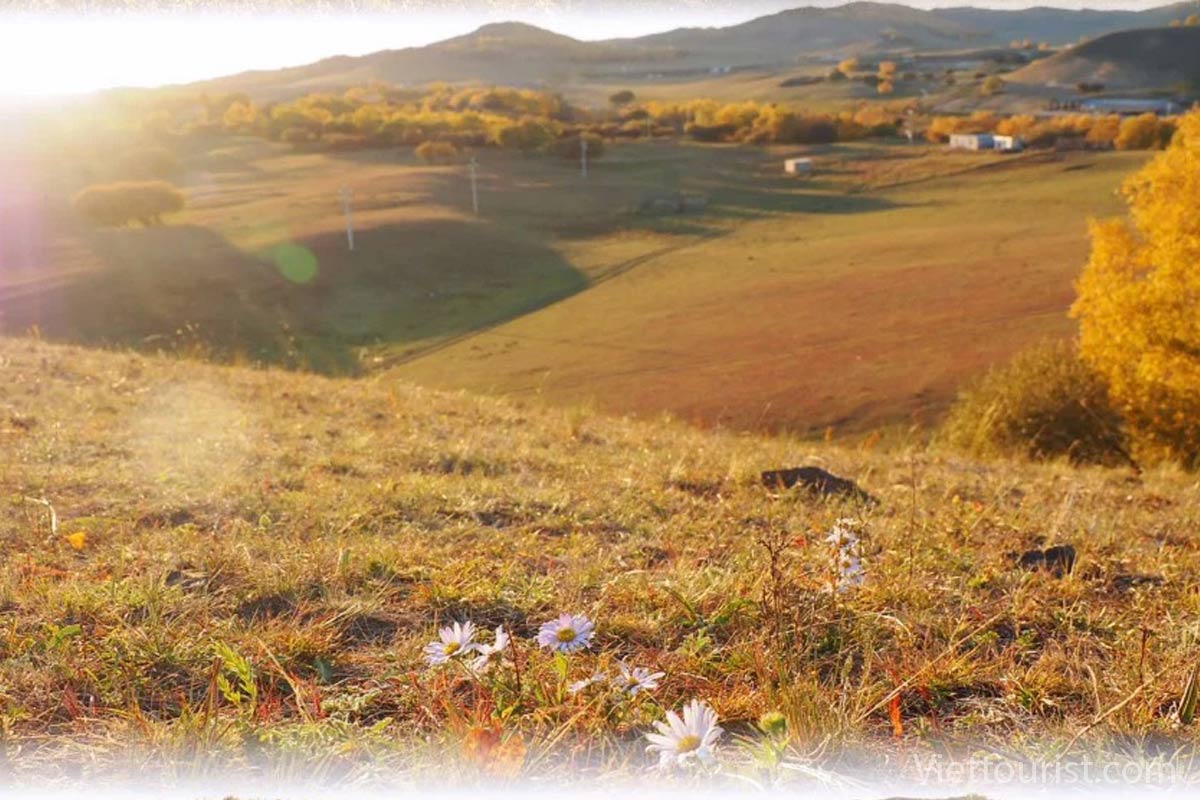 THU VÀNG TRÊN THẢO NGUYÊN BÁ THƯỢNG