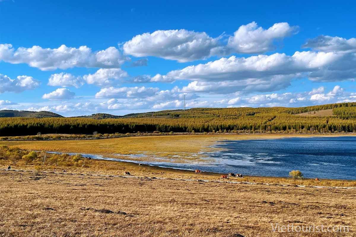 THU VÀNG TRÊN THẢO NGUYÊN BÁ THƯỢNG