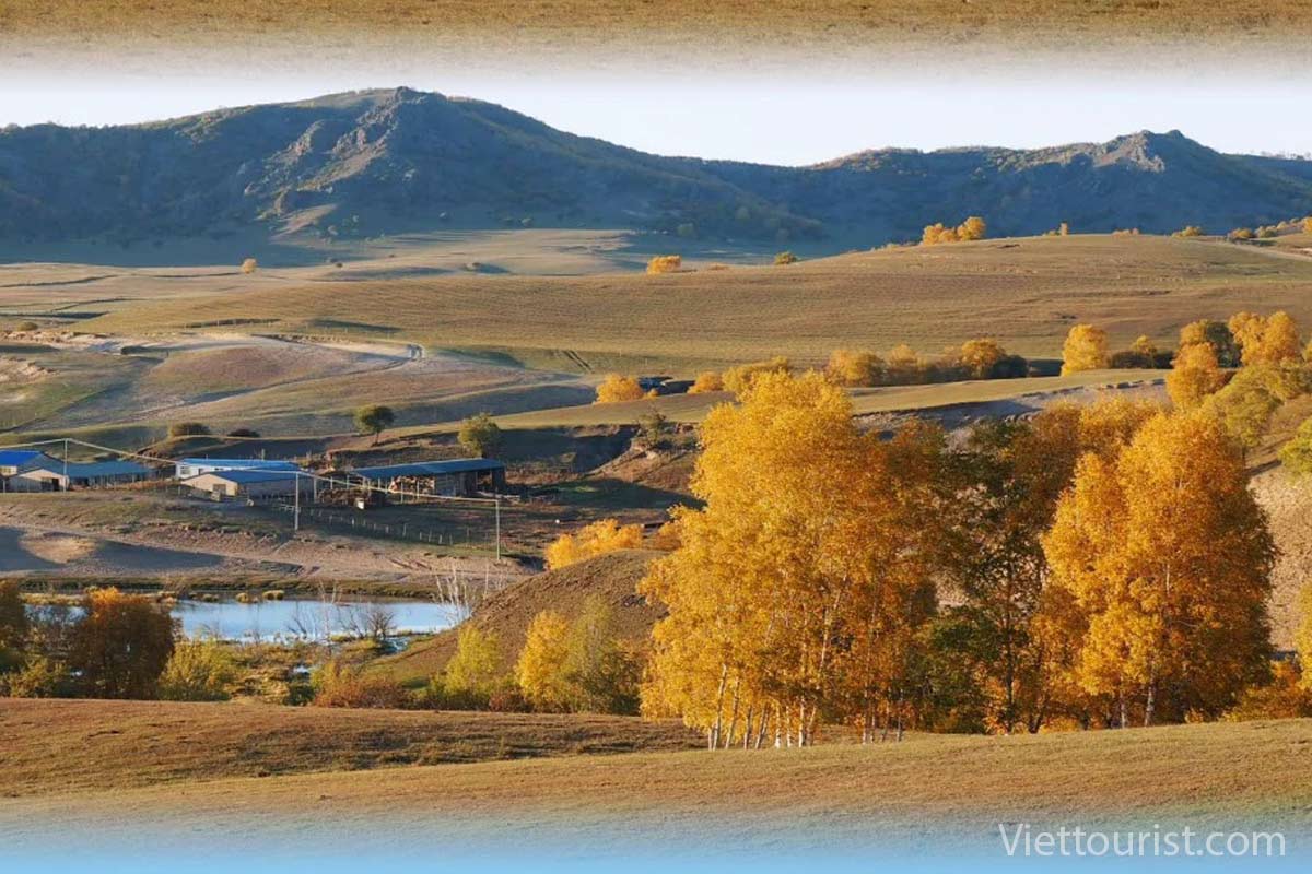 THU VÀNG TRÊN THẢO NGUYÊN BÁ THƯỢNG