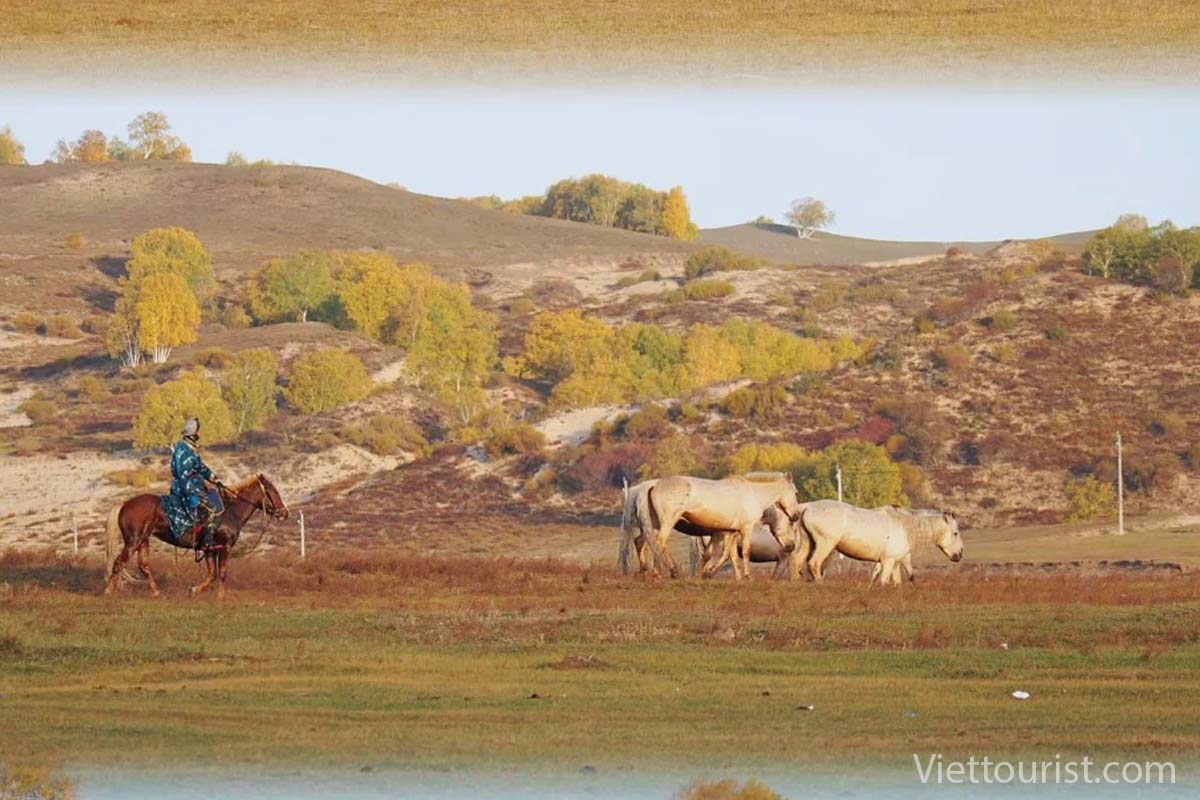 THU VÀNG TRÊN THẢO NGUYÊN BÁ THƯỢNG