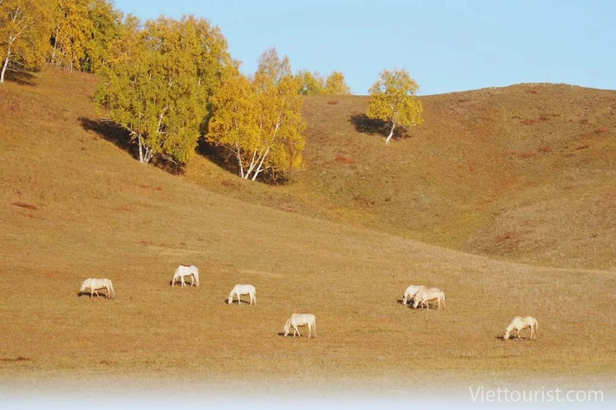 THU VÀNG TRÊN THẢO NGUYÊN BÁ THƯỢNG