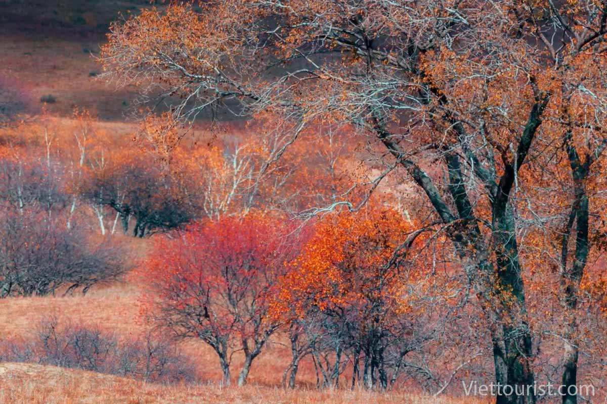 THU VÀNG TRÊN THẢO NGUYÊN BÁ THƯỢNG