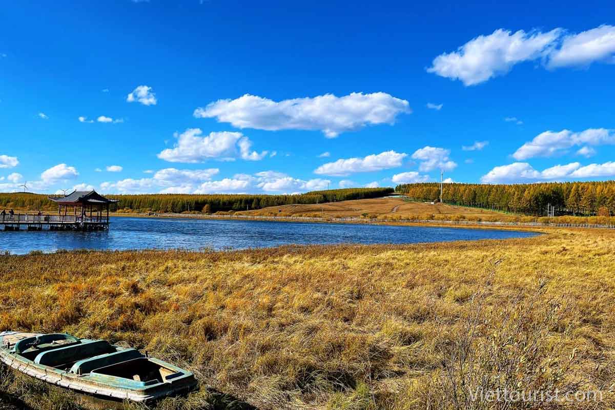 THU VÀNG TRÊN THẢO NGUYÊN BÁ THƯỢNG