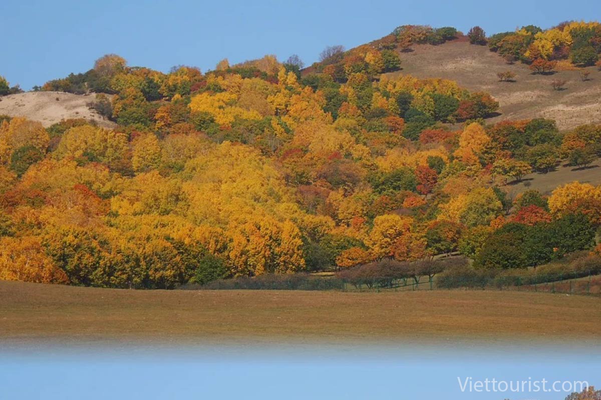 THU VÀNG TRÊN THẢO NGUYÊN BÁ THƯỢNG