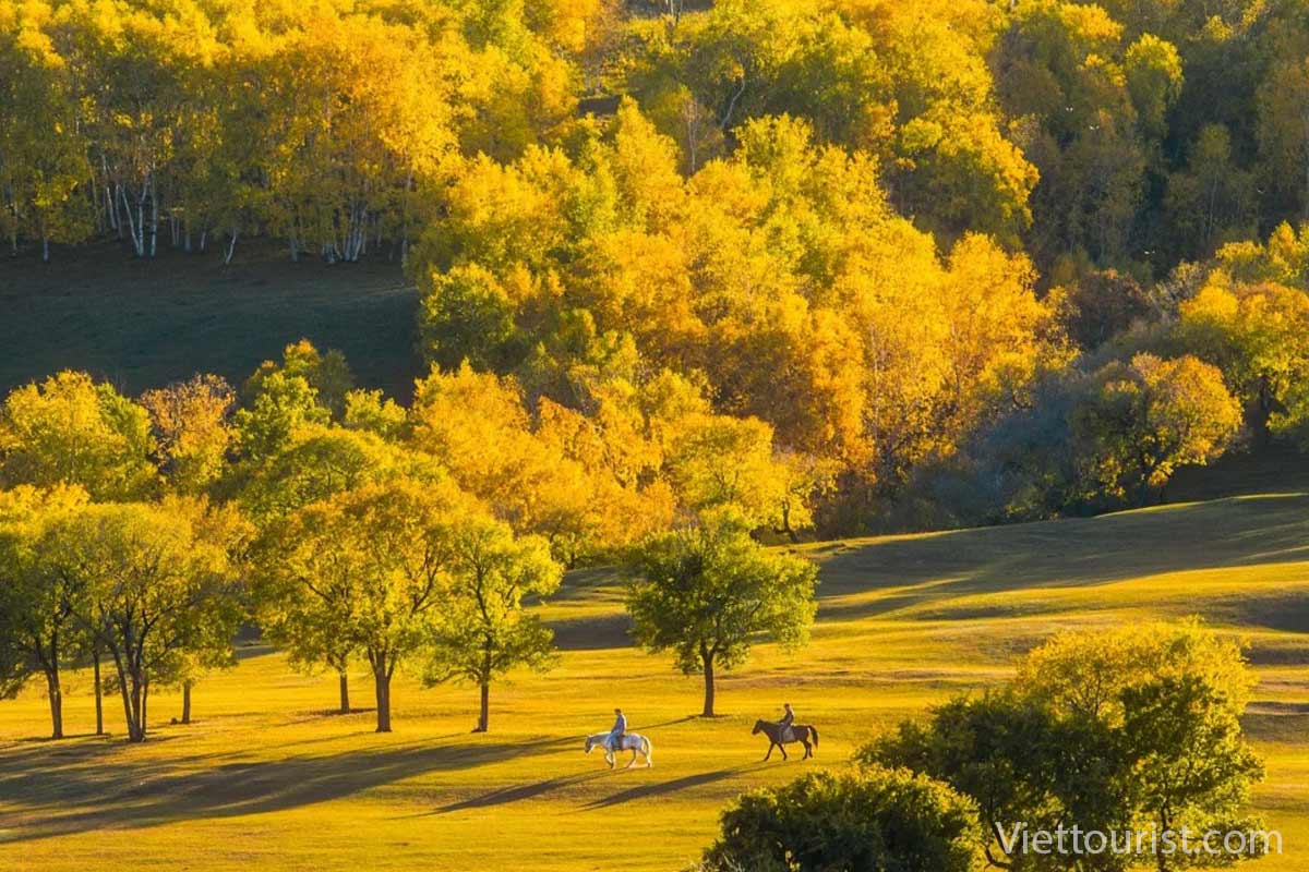 THU VÀNG TRÊN THẢO NGUYÊN BÁ THƯỢNG